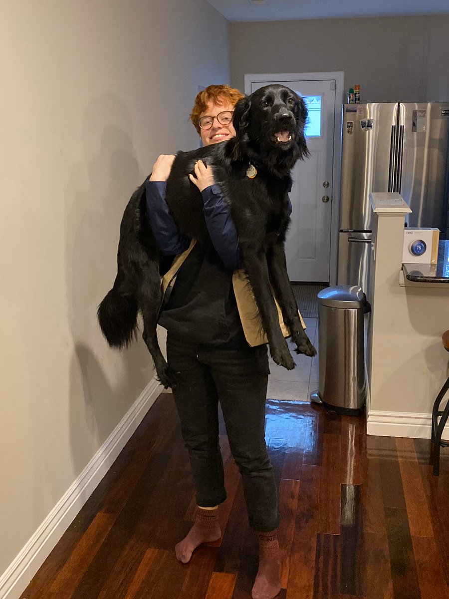 Do Dogs Like Being Picked Up do-dogs-like-being-picked-up