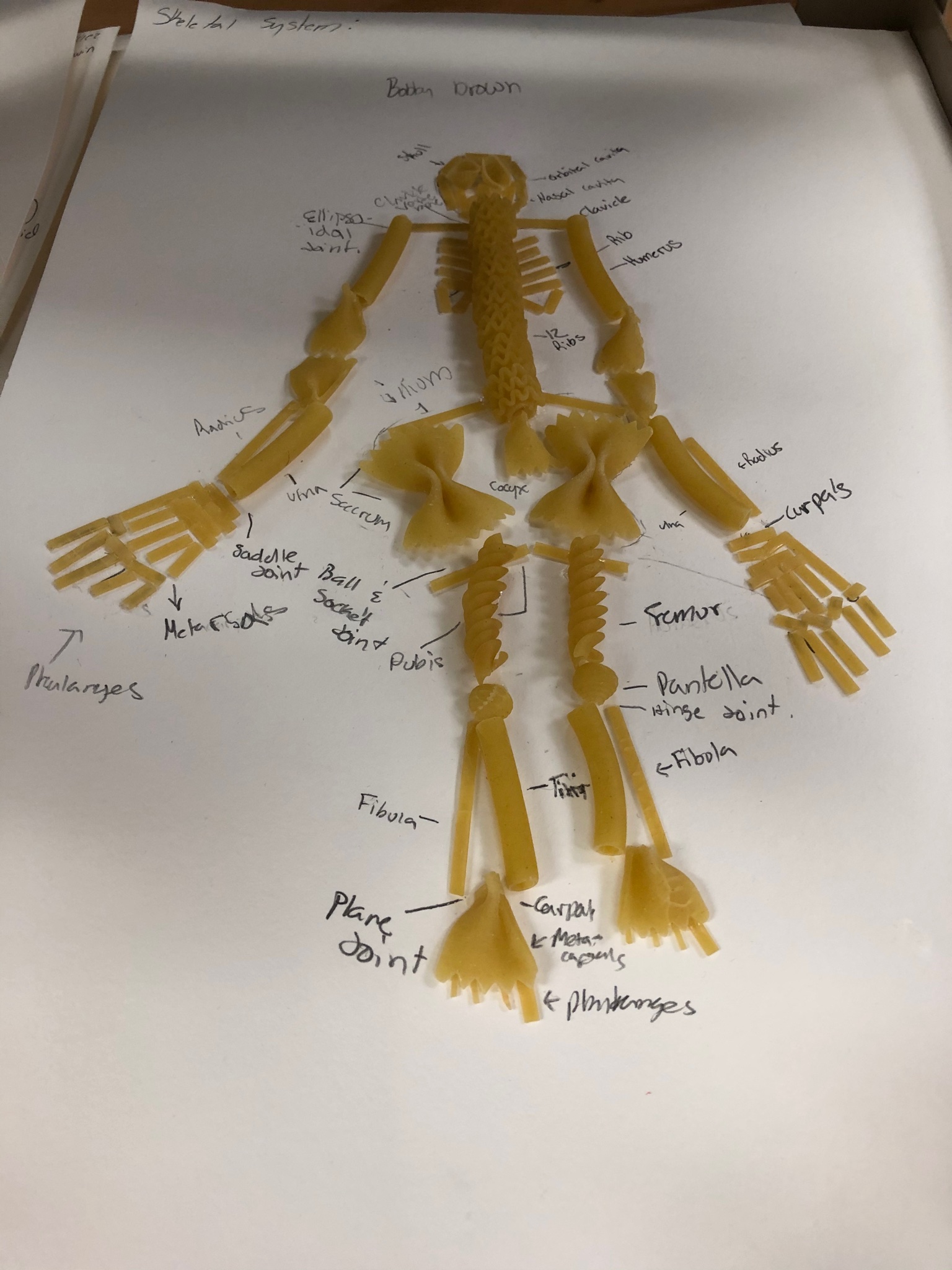 Pasta Skeleton Art Project