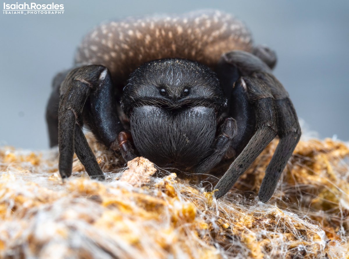 Velvet spider appreciation post : r/spiderbro