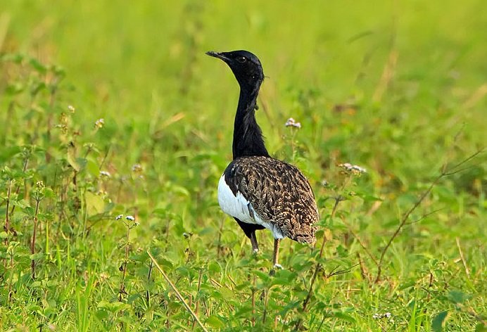 Bengal Florican