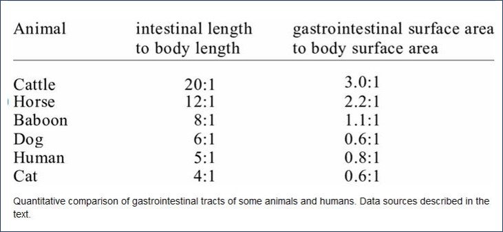 Human Intestines Length