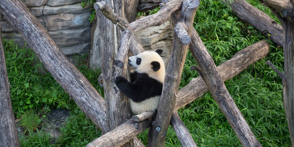 Panda Sitting Up