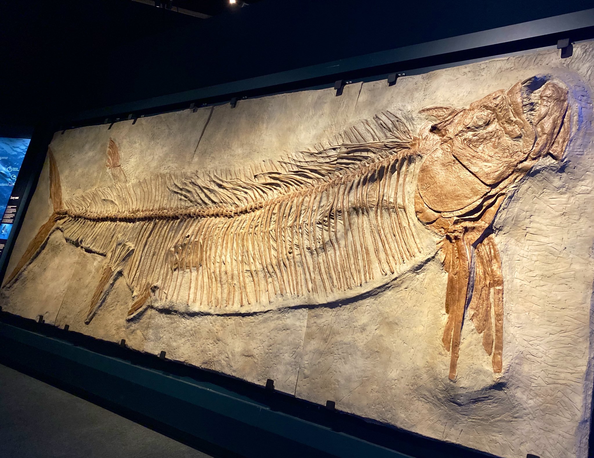 Xiphactinus Skeleton Xiphactinus Audax Leidy