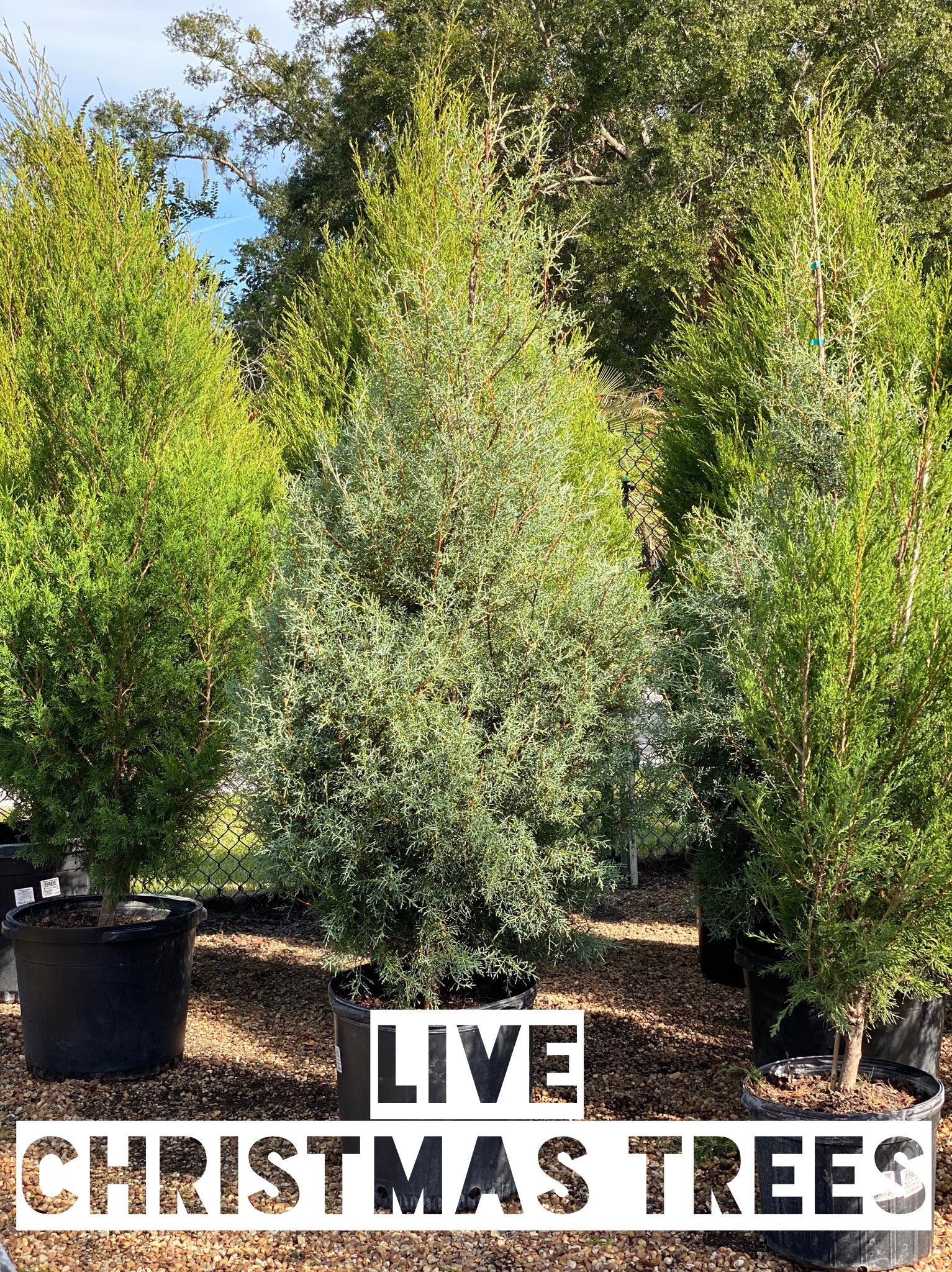 Carolina Sapphire Cedar Tree