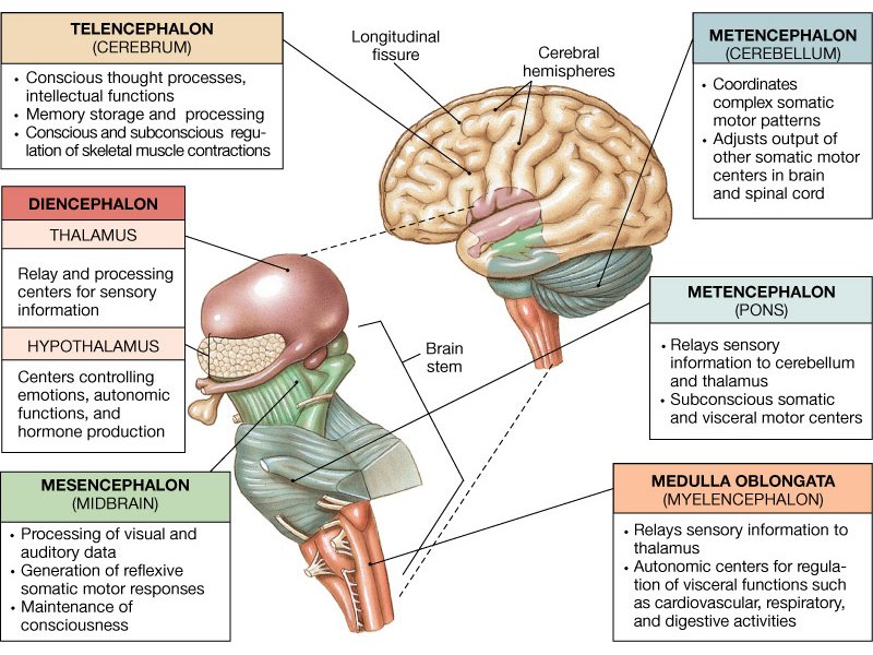 Parts Of The Brain And Their Functions Psychology Parts Of The Brain And Their Functions Psychology