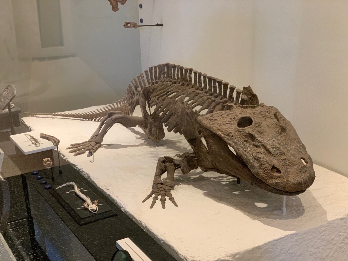 Eryops Skeleton