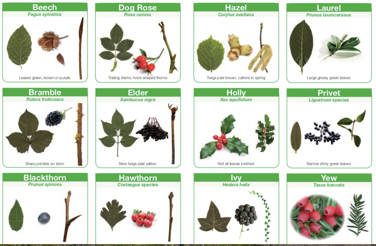 Blackthorn Tree Identification