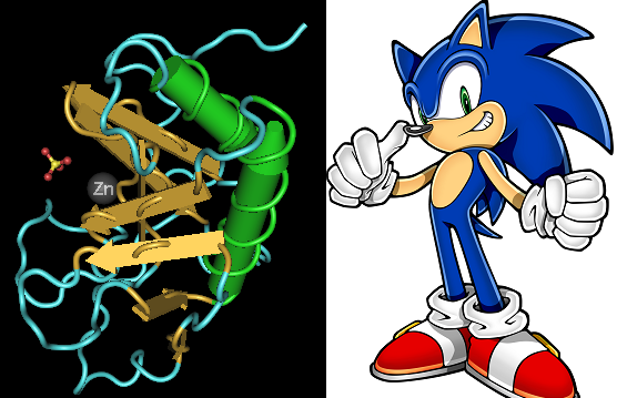 Sonic Hedgehog Protein Structure