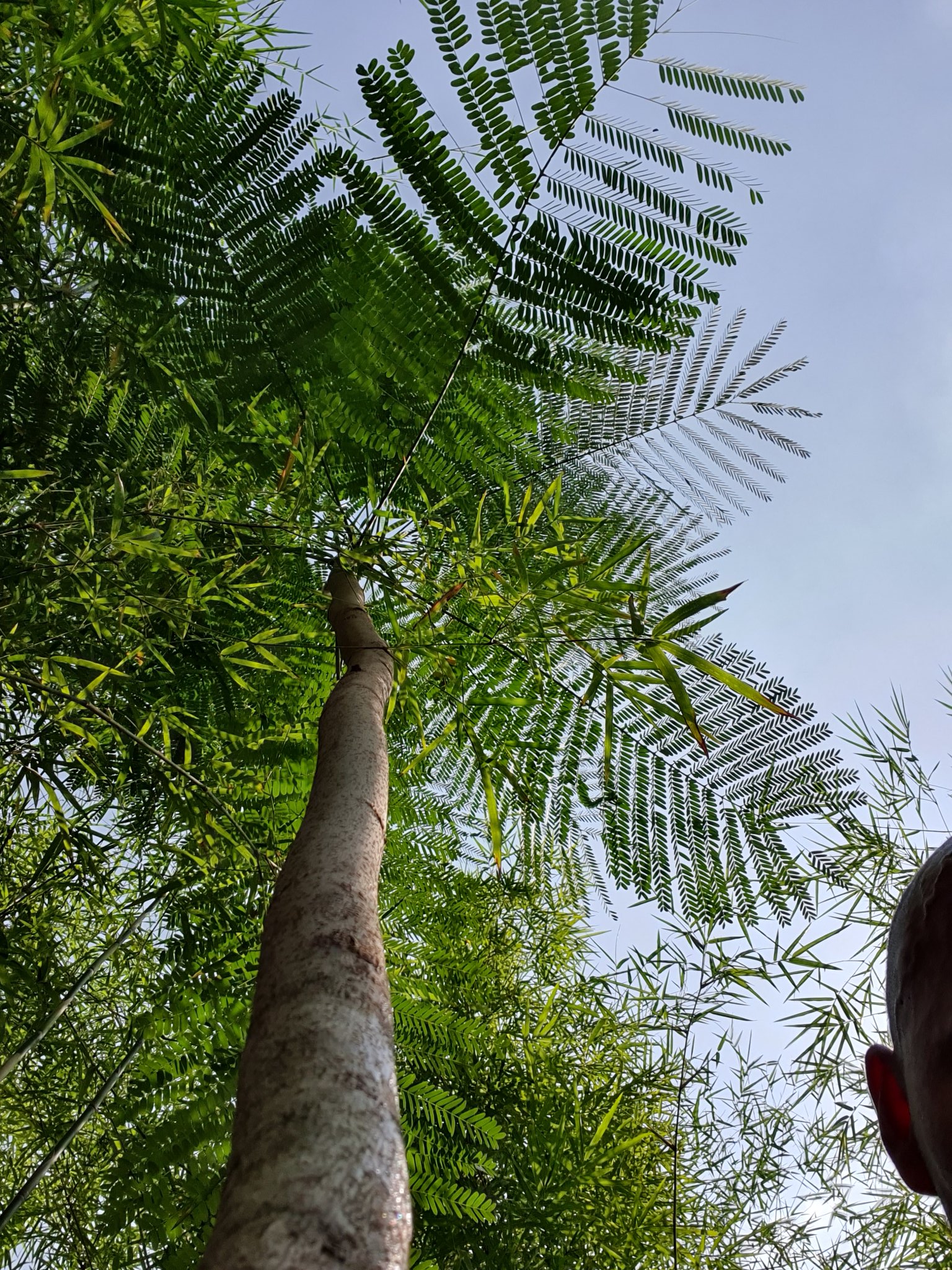 Philippine Fire Tree