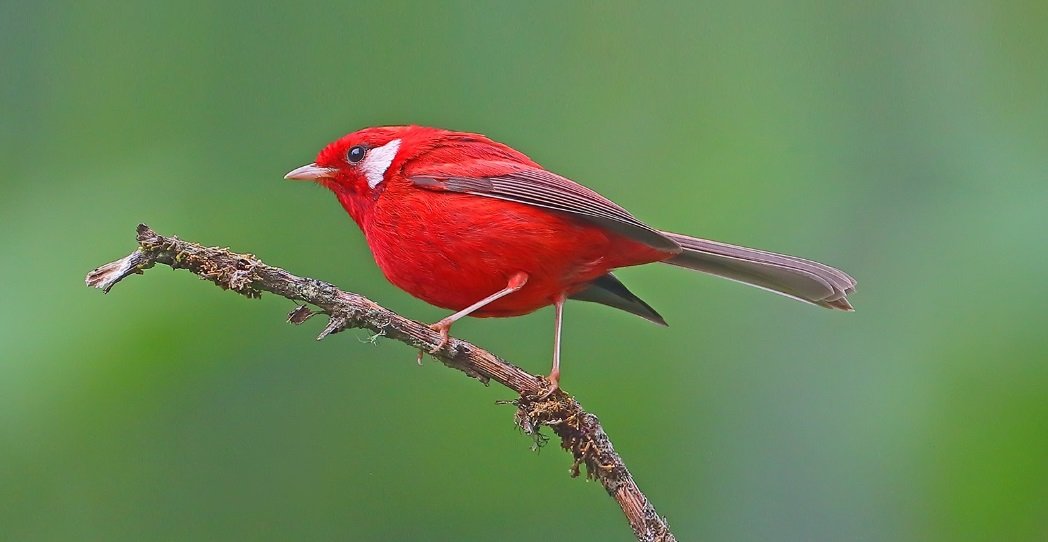 Red Warbler Bird