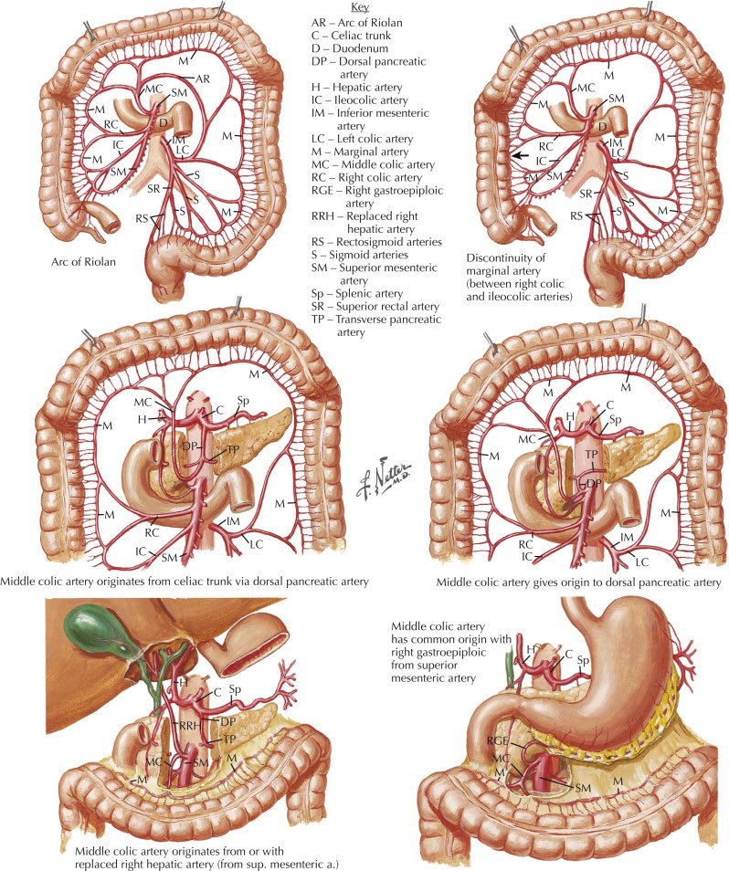 Colon Anatomy Netter