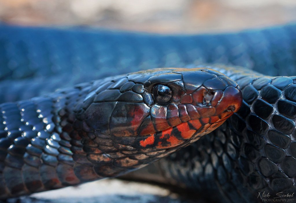 Blue Indigo Snake Poisonous