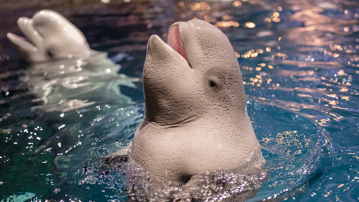 Beluga Whale Baby