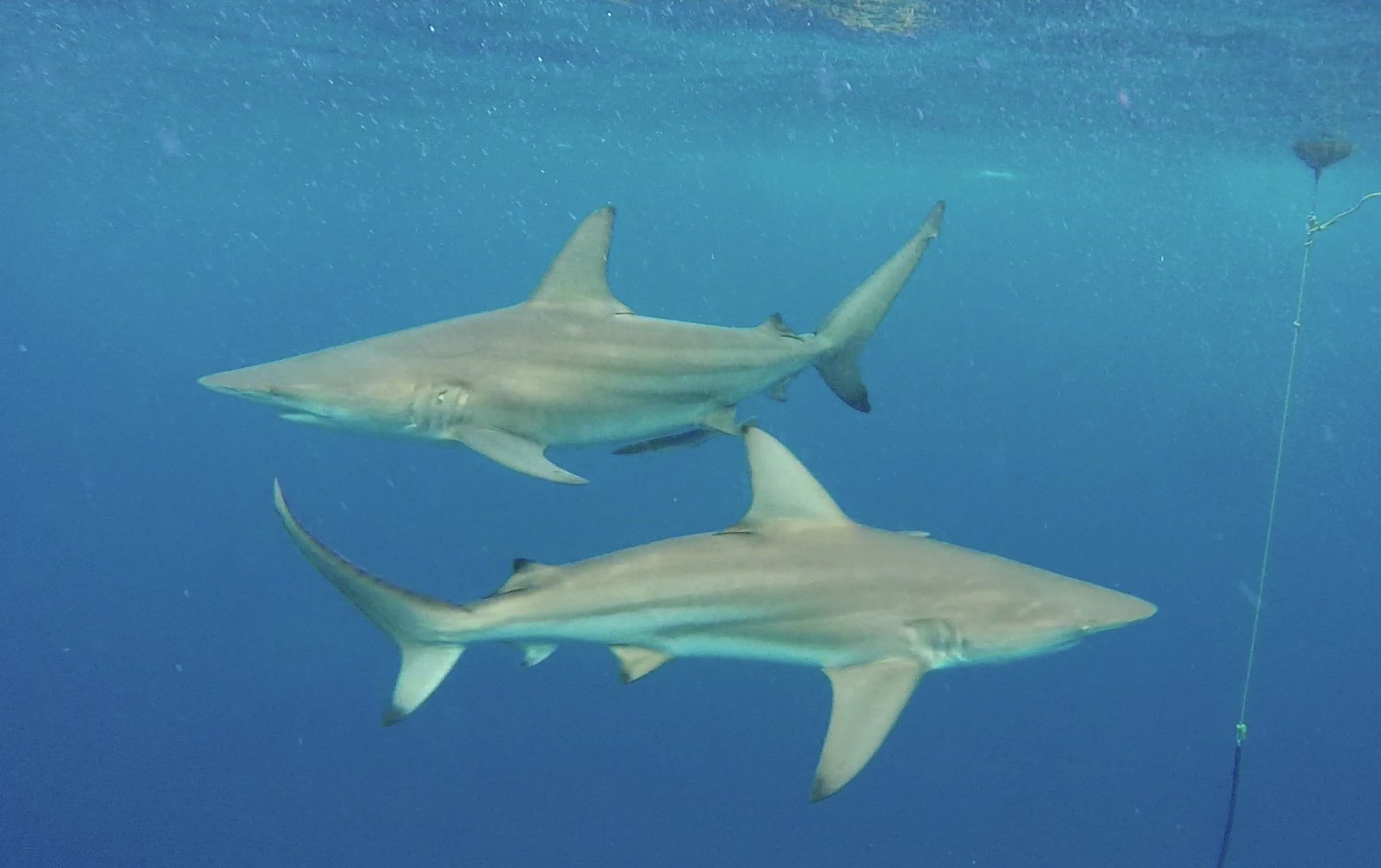 The Shark Research Unit on Twitter: "The Shark Research Unit’s work ...