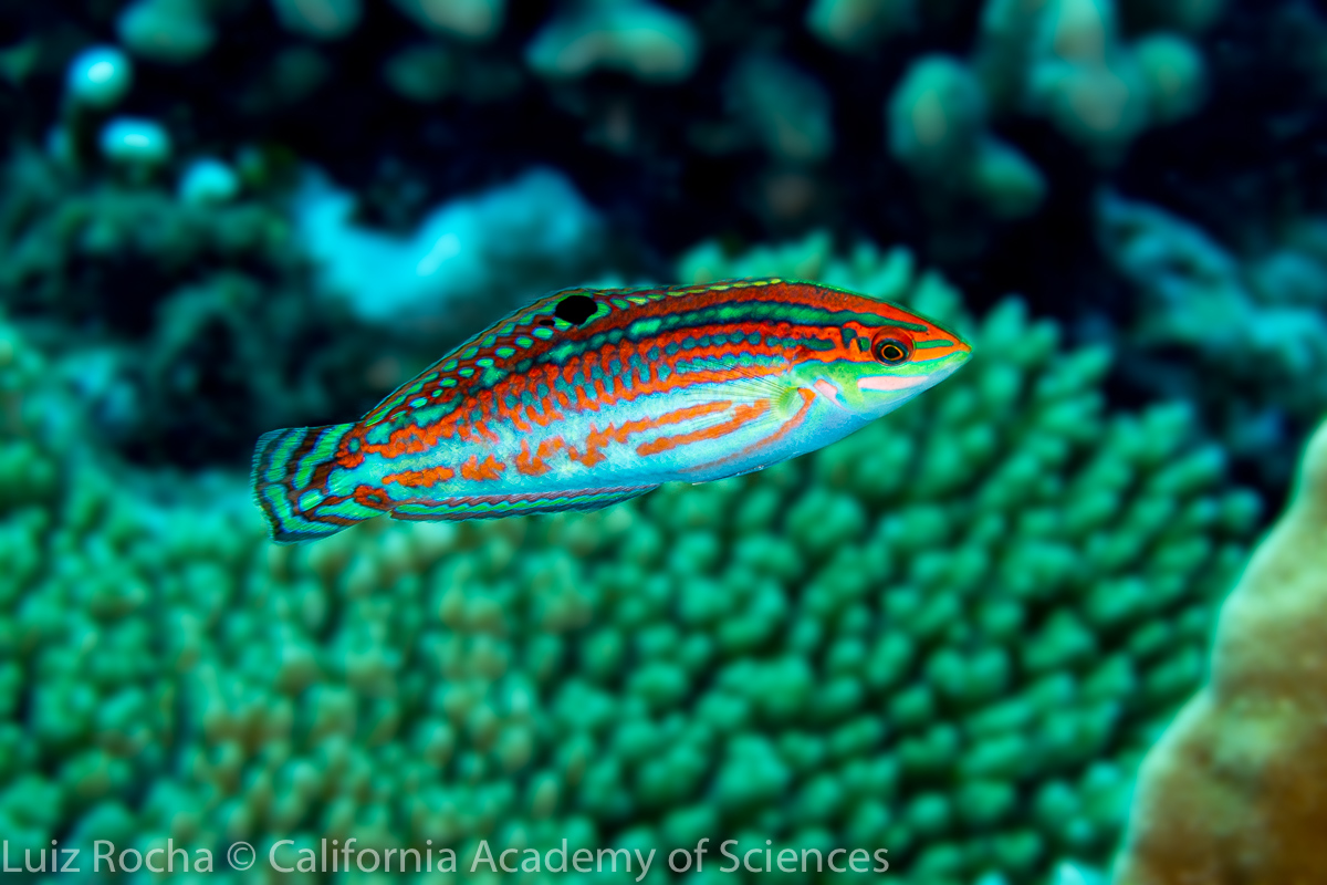 Christmas Wrasse