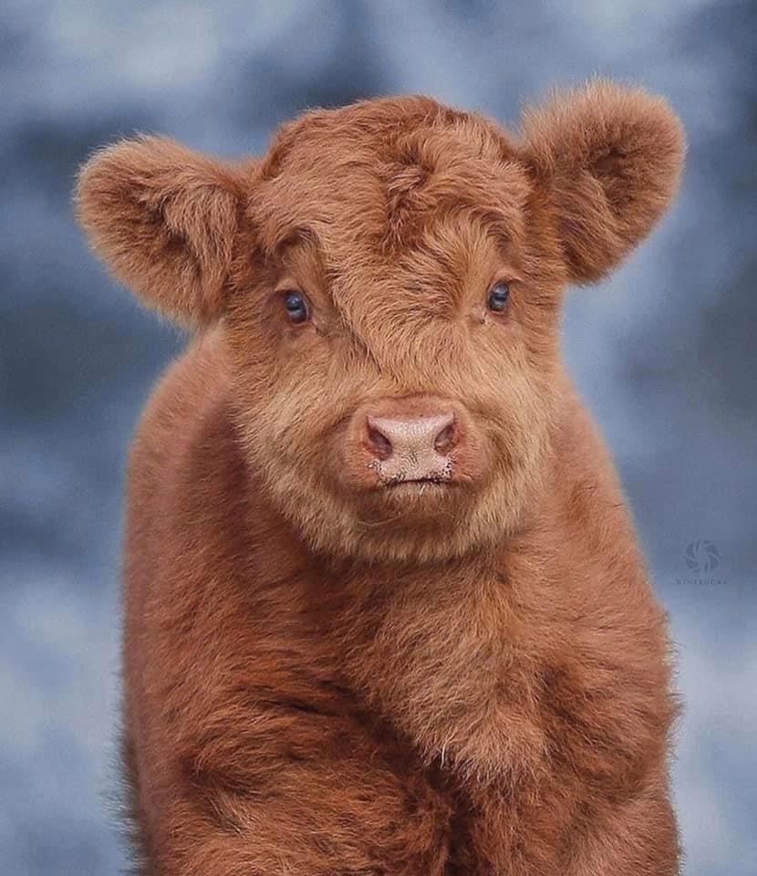 Cutest Cow In The World