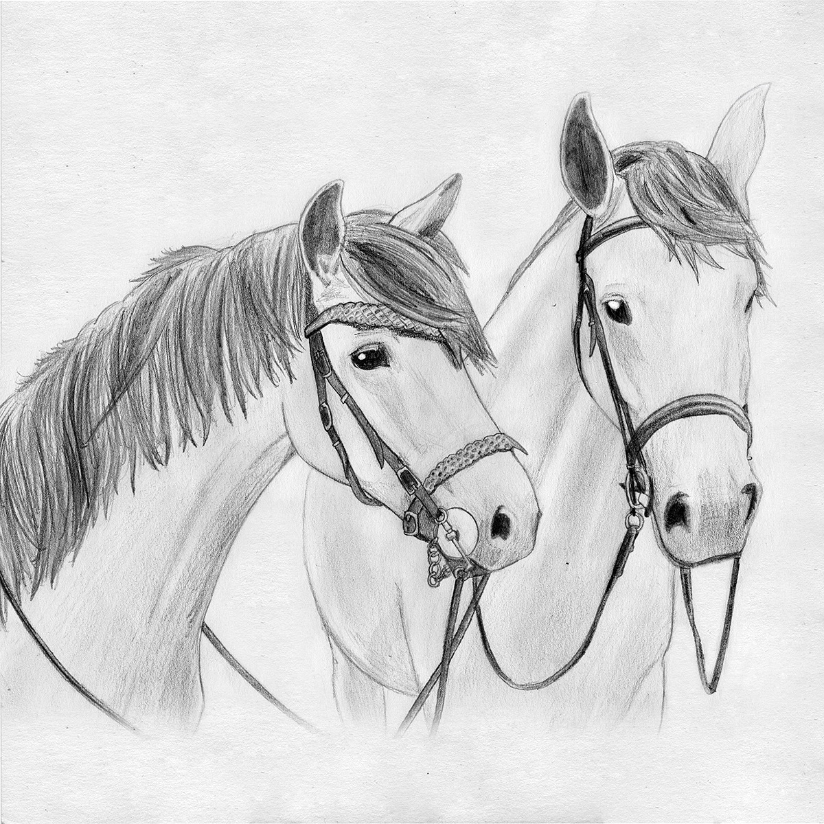 Two Horses In Love Drawing
