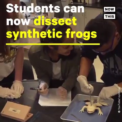 Students can now dissect artificial frogs thanks to this synthetic ...