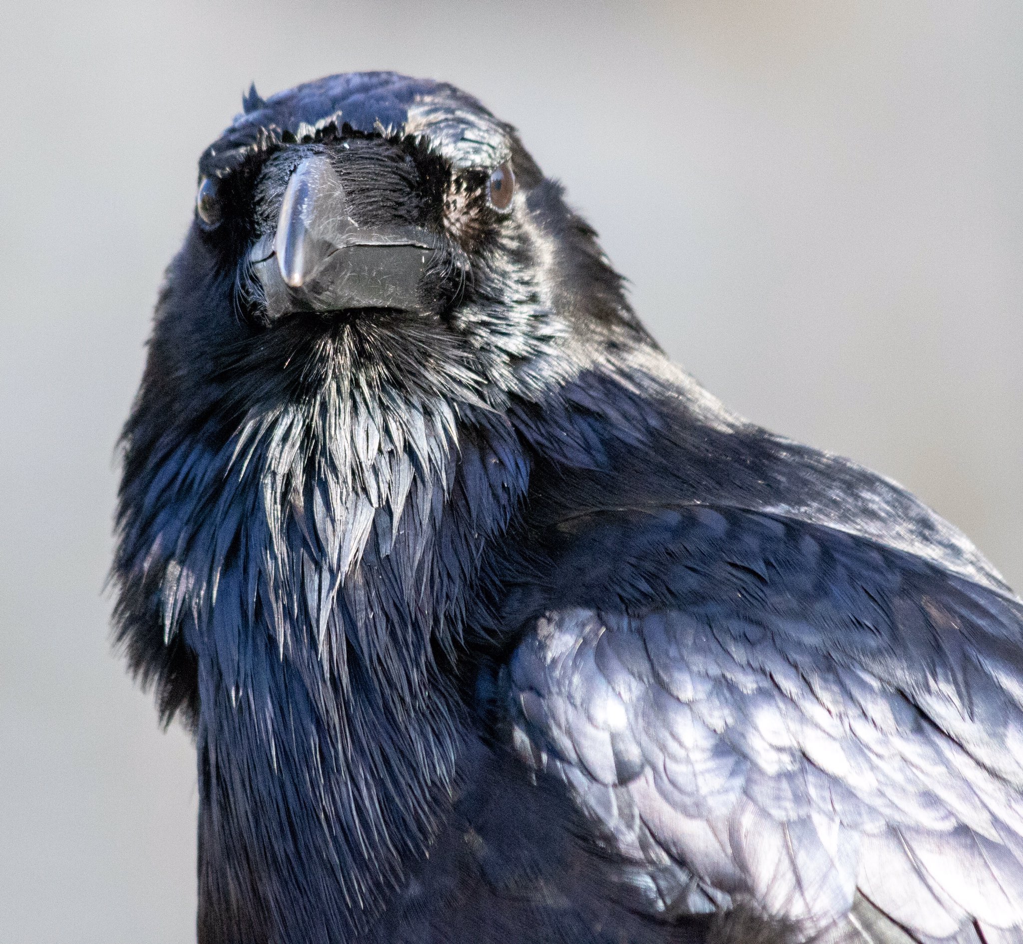Raven Bird Face