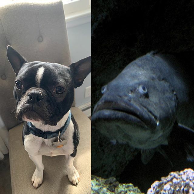 Fish That Looks Like A Dog