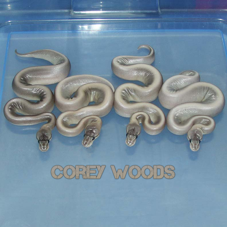 Red Axanthic Genetic Stripe Ball Python