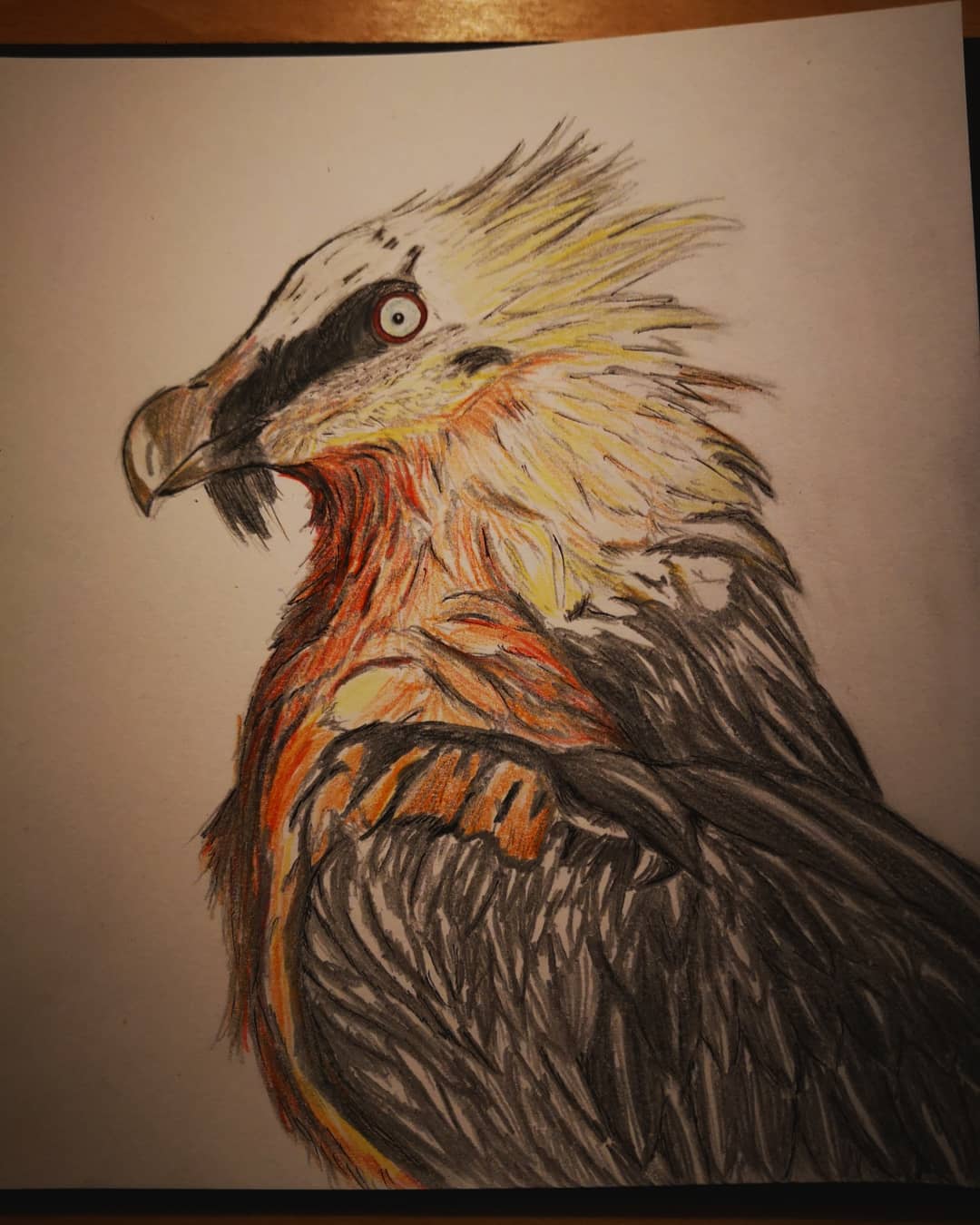 Scavenger Animals Drawing