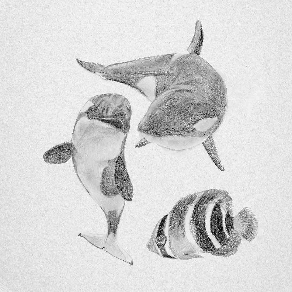 Ocean Drawings In Pencil