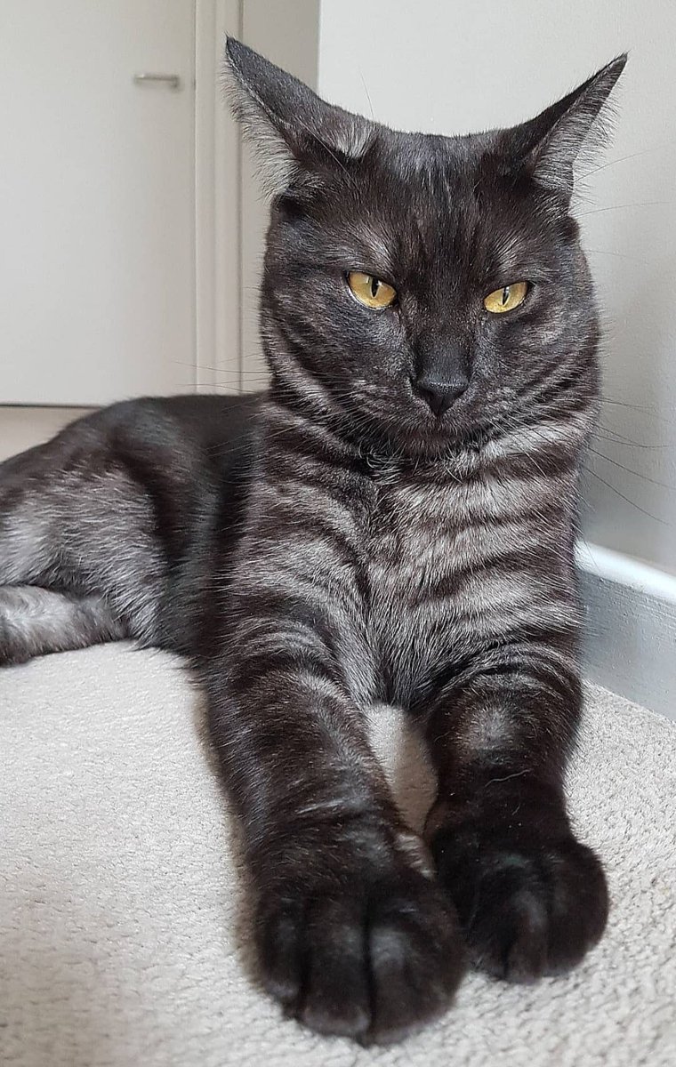 Maine Coon Bengal Mix Cat