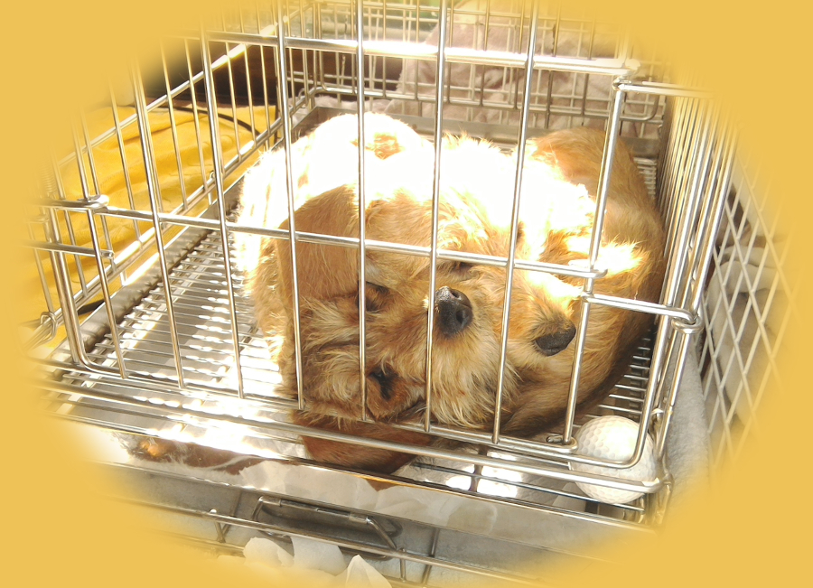 Sham+one(@Sham_one) - Twilog (ツイログ)