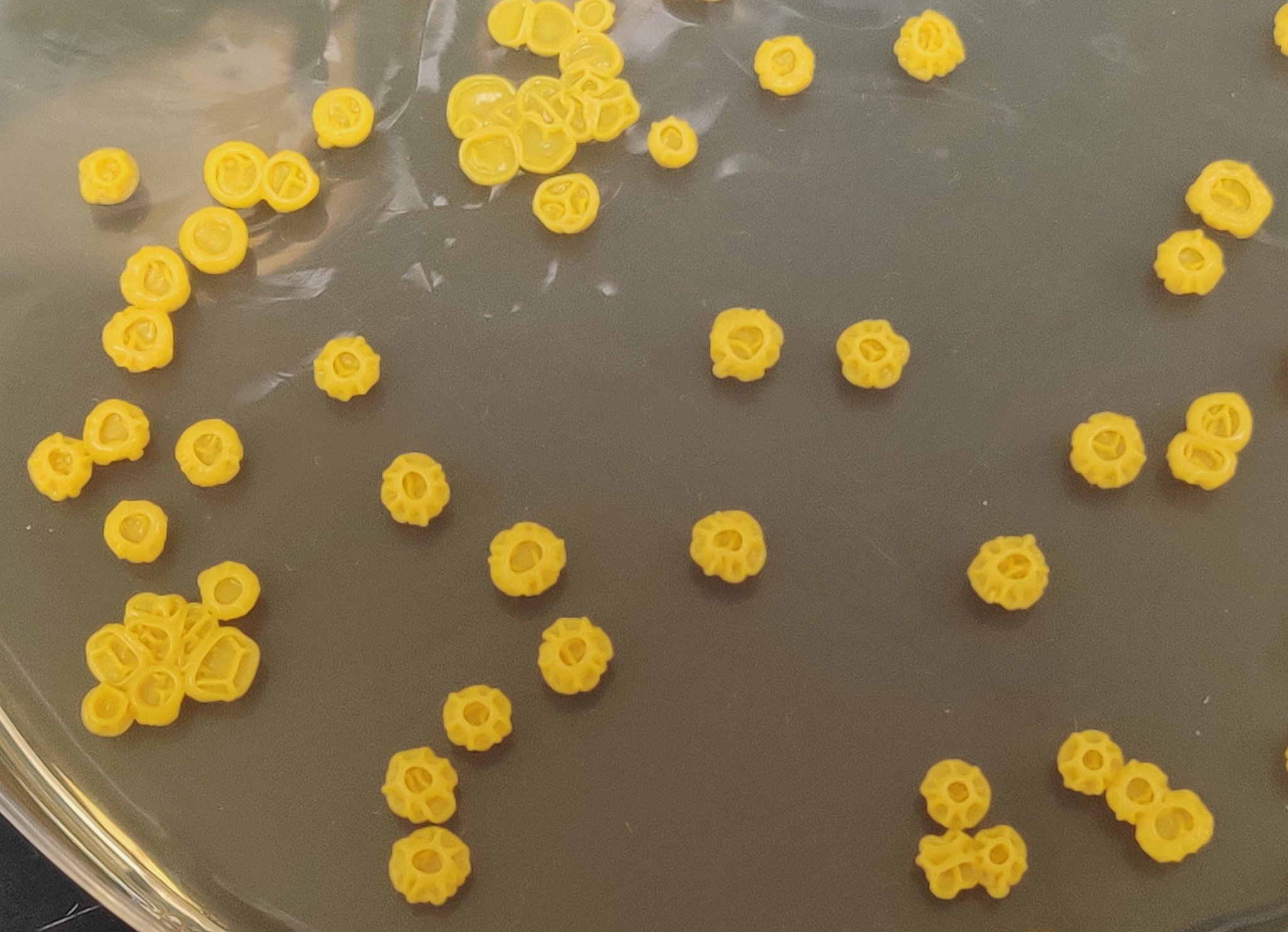 Contamination Club on Twitter: "Been a while since our last Noodlococcus update 🍜🦠 These are ...