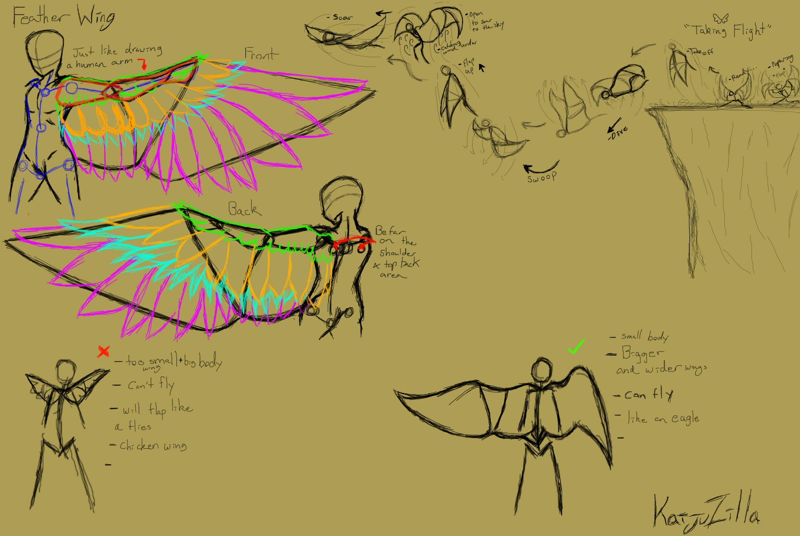 Angel Wing Anatomy