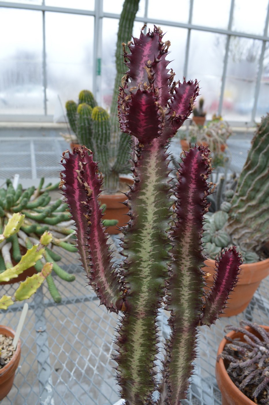 Euphorbia Trigona Royal Red