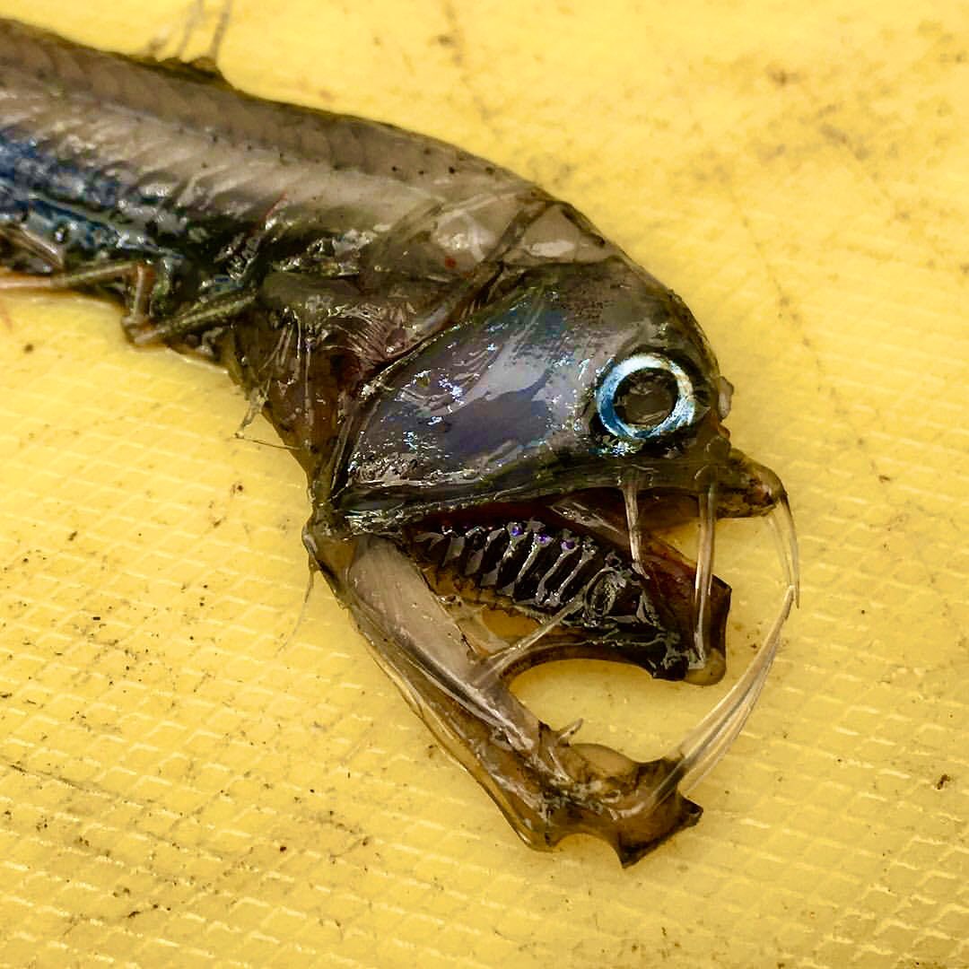 Deep Sea Viperfish