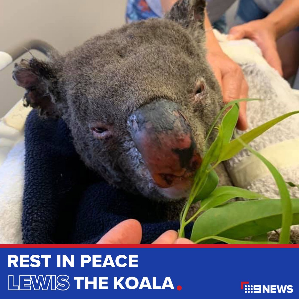 RIP LEWIS. We regret to inform you that Lewis, the koala that captured ...