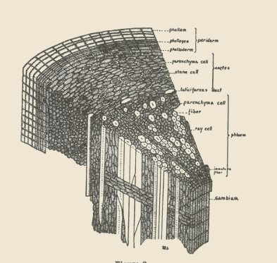 Cinchona Bark Microscopy