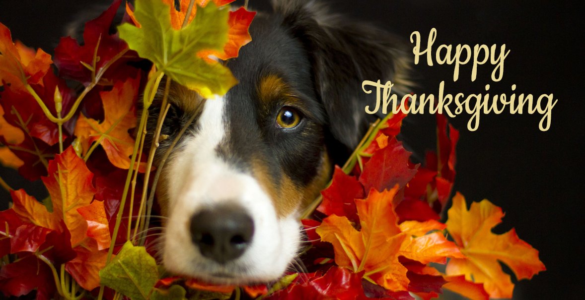 Thanksgiving Puppy Wallpaper