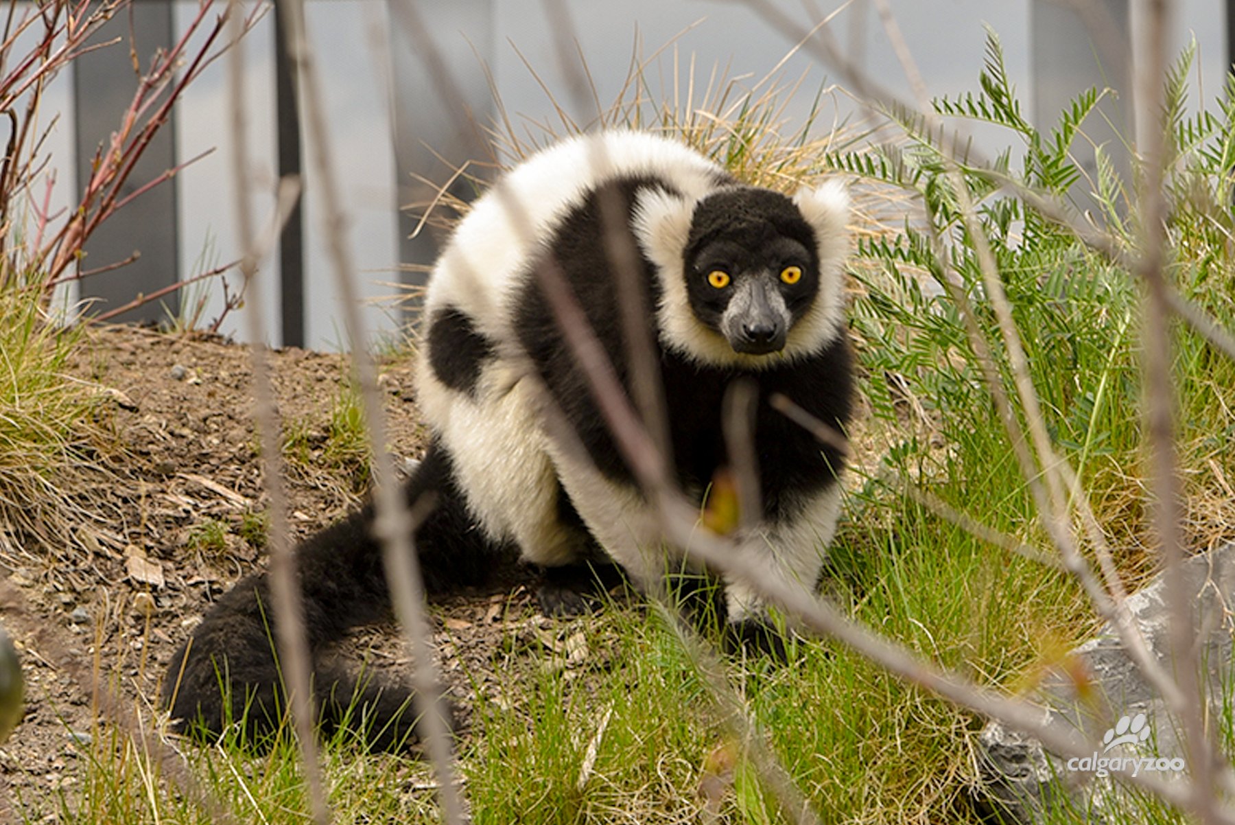 Black And White Ruffed Lemur Habitat