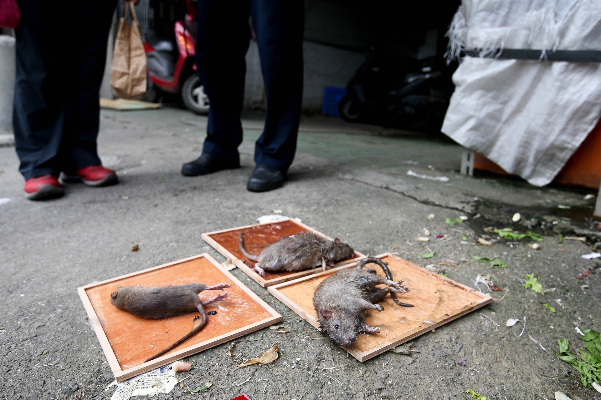 bitex on Twitter: "今年部分地区鼠患成灾，这次鼠疫不是短期控制住几个病人就能立刻防住的。而是在大范围要阻断老鼠兔子等野生动物和人类的接触，需要立刻进入高度防范的群防群控模式 ...