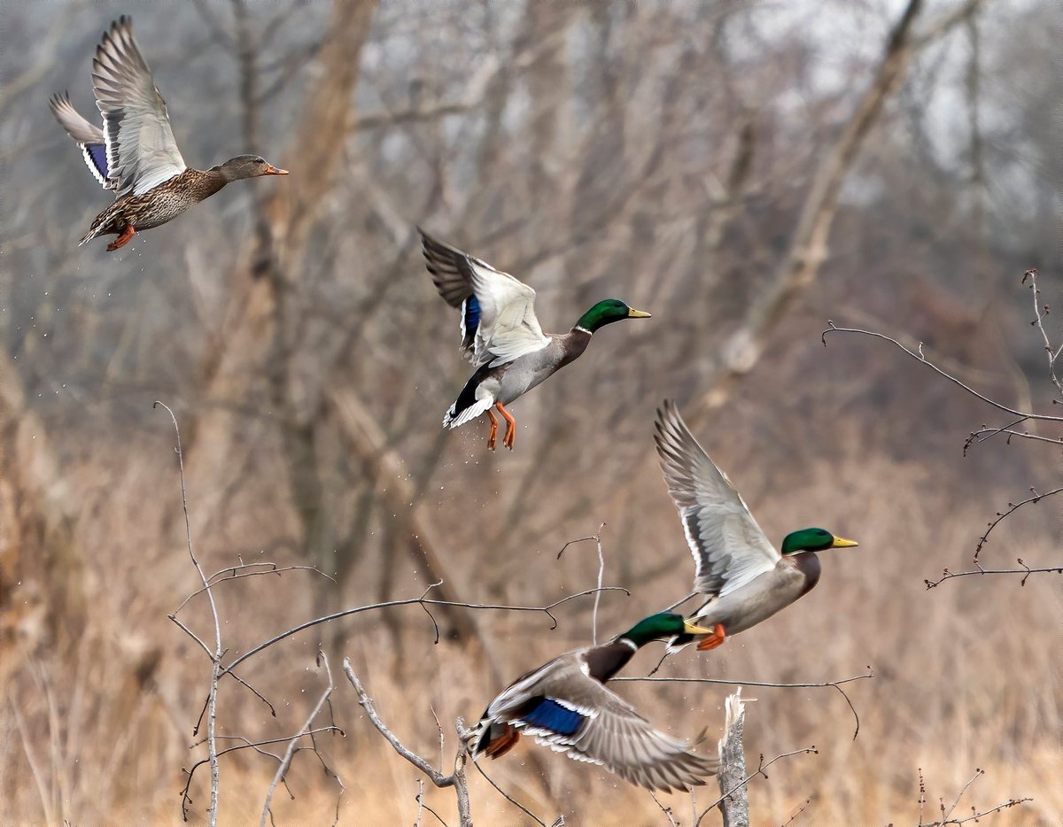 Mallard Ducks Taking Off