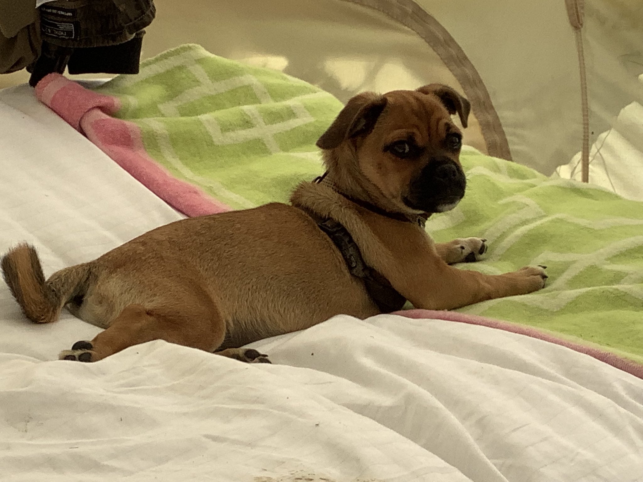 Jug Dog Full Grown