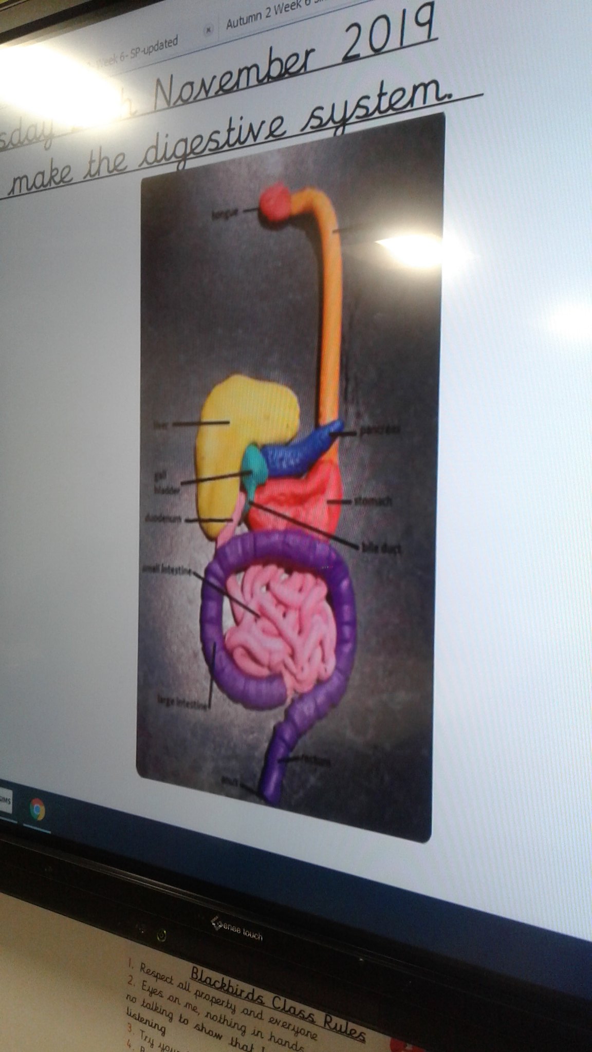 Clay Model Of Human Digestive System Cheap Sale | www.danzhao.cc Clay Model Of Human Digestive System Cheap Sale | www.danzhao.cc