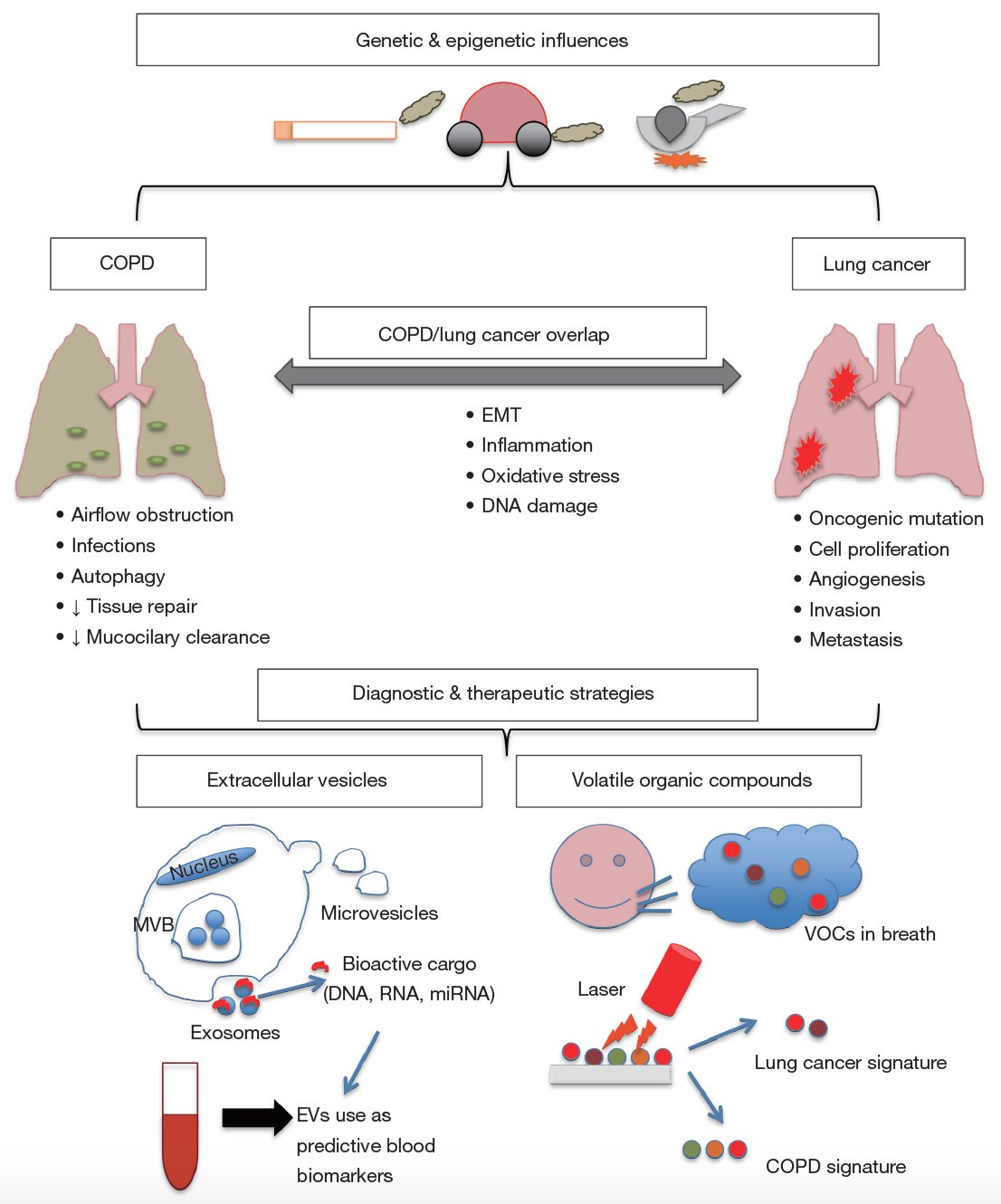 Copd Pathogenesis