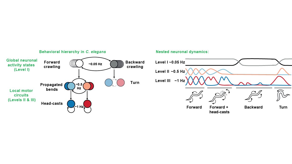 The Zimmer Lab on Twitter: "Neuronal dynamics driving multi-timescale behavior: we're proud to ...