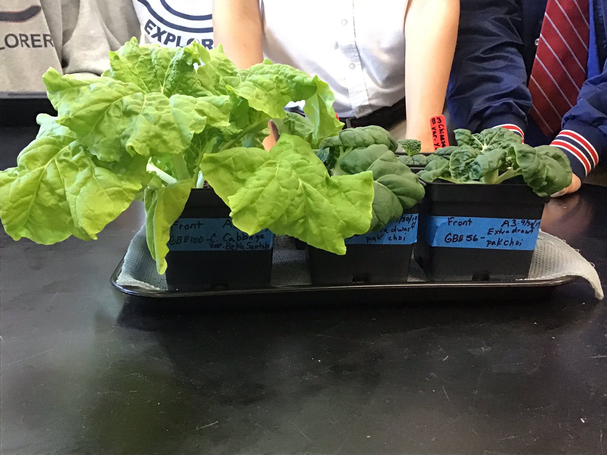 Brassica Rapa Lab