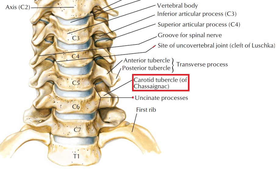 C6 Anterior Tubercles