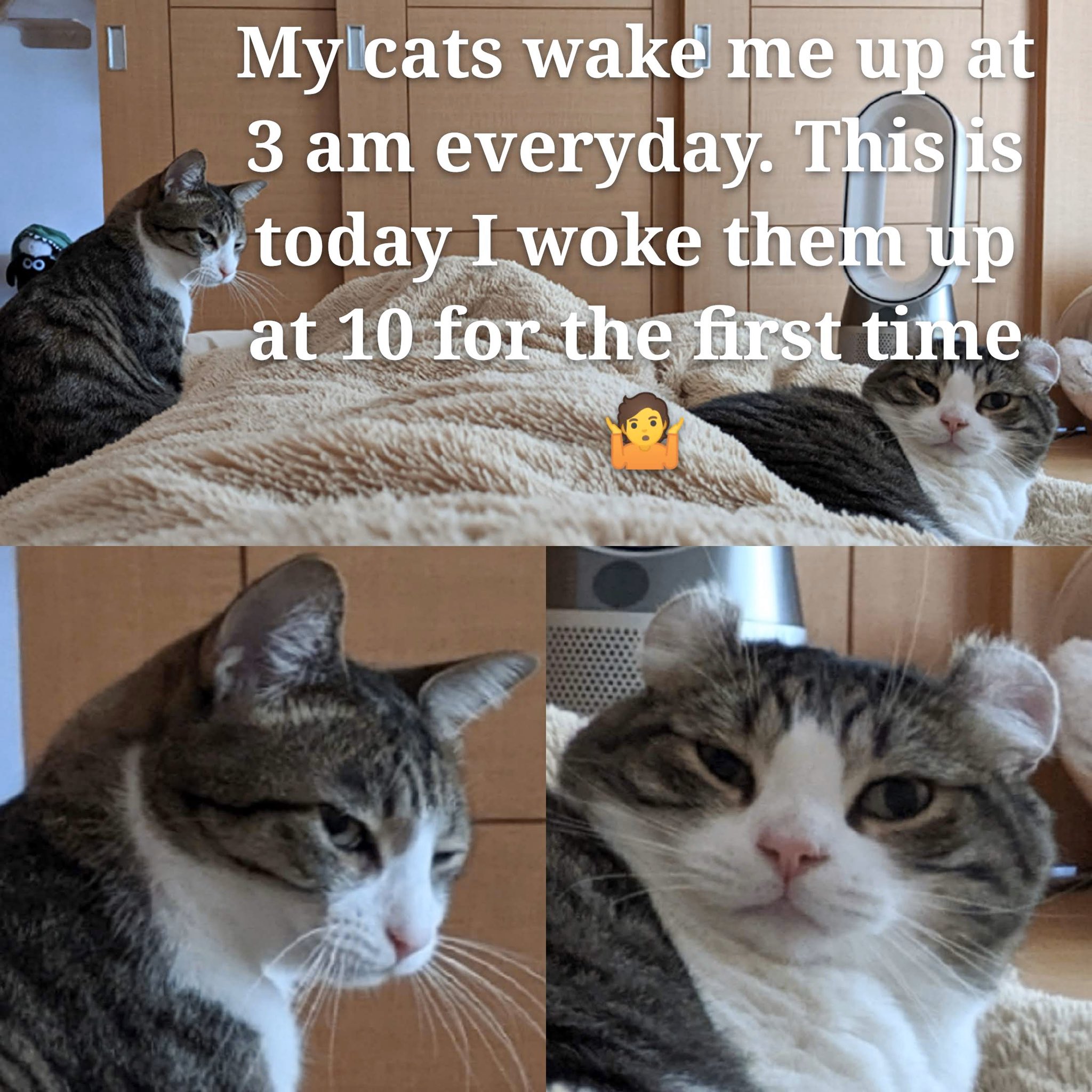 Waking Up Early Meme Cat