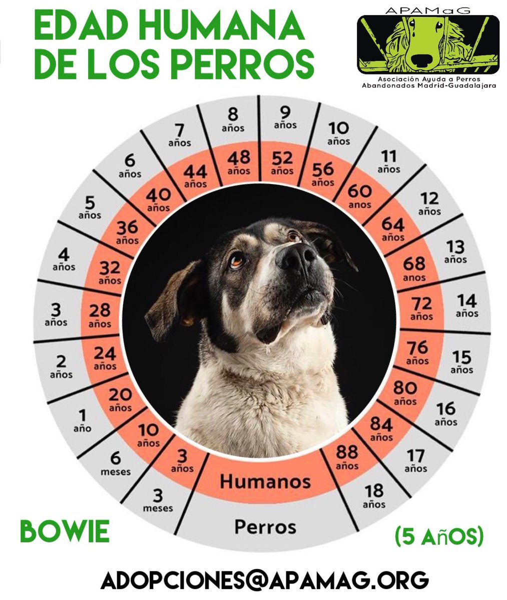 Cuantos Años Tiene Un Perro A Los 10 Años En Años Humanos