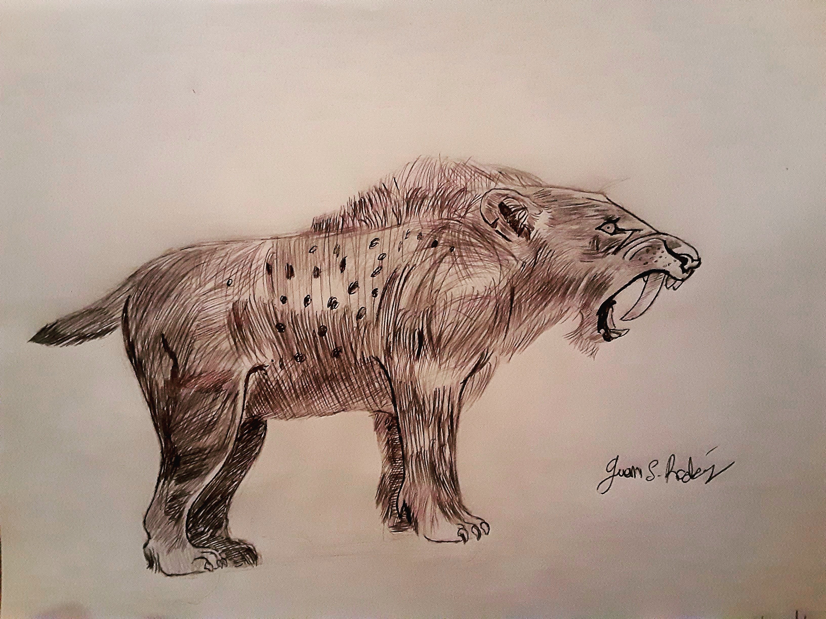 Dibujos De Tigres Dientes De Sable