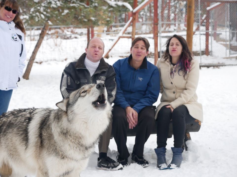 Are Dogs Allowed At Colorado Wolf And Wildlife Center