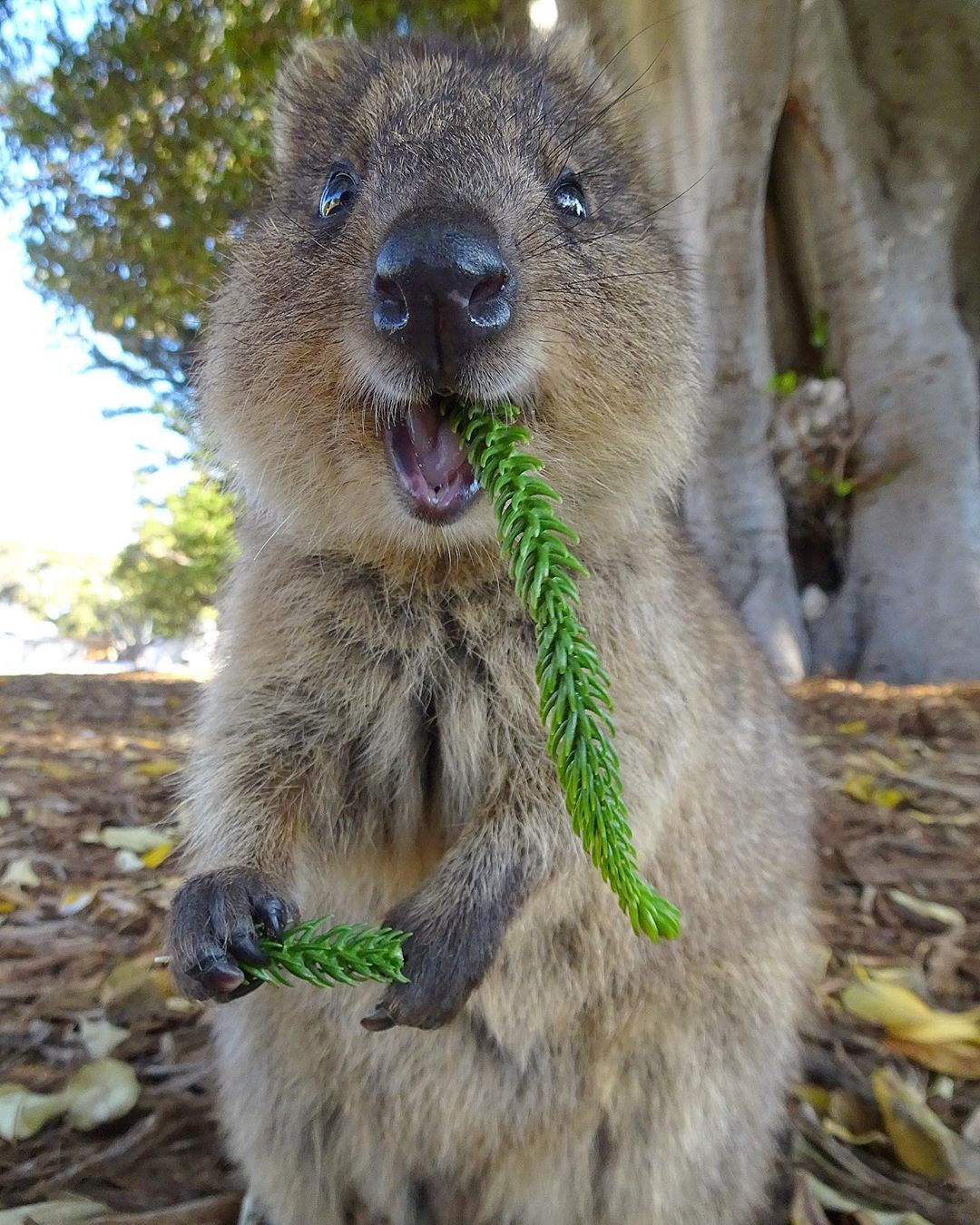 Quokka Eating